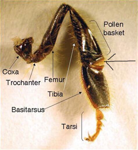 Bees’ legs as Pollen Press – HARP